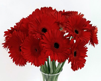 Ramo de 20 gerberas rojas · LEROY MERLIN